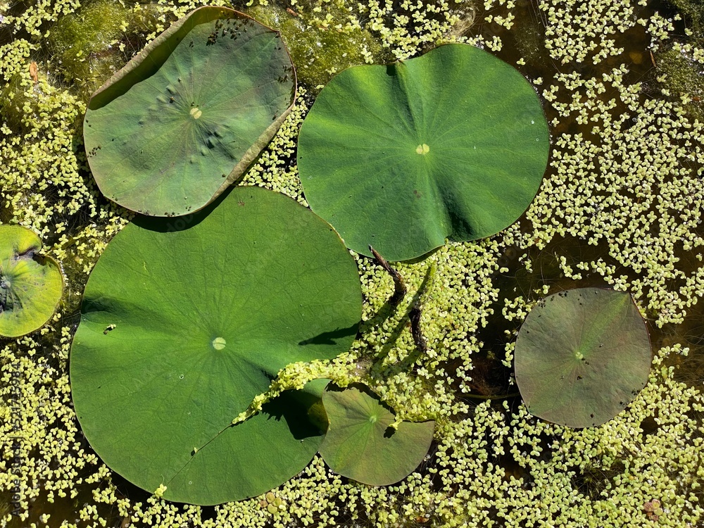 Indian lotus (Nelumbo nucifera, sin. Nelumbium speciosum, Nymphaea ...