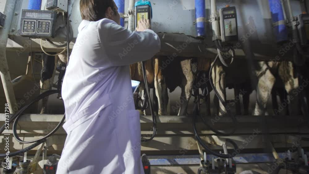 Farmer in cow milking parlor. In the modern milking parlor, the farmer ...
