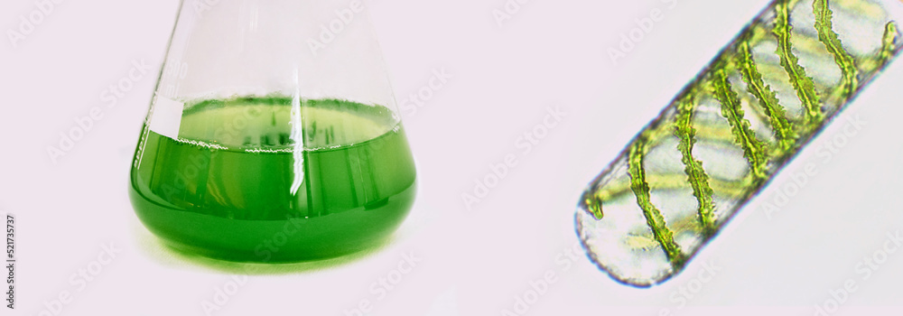 Algal research, energy and healthcare treatment biotechnology ...