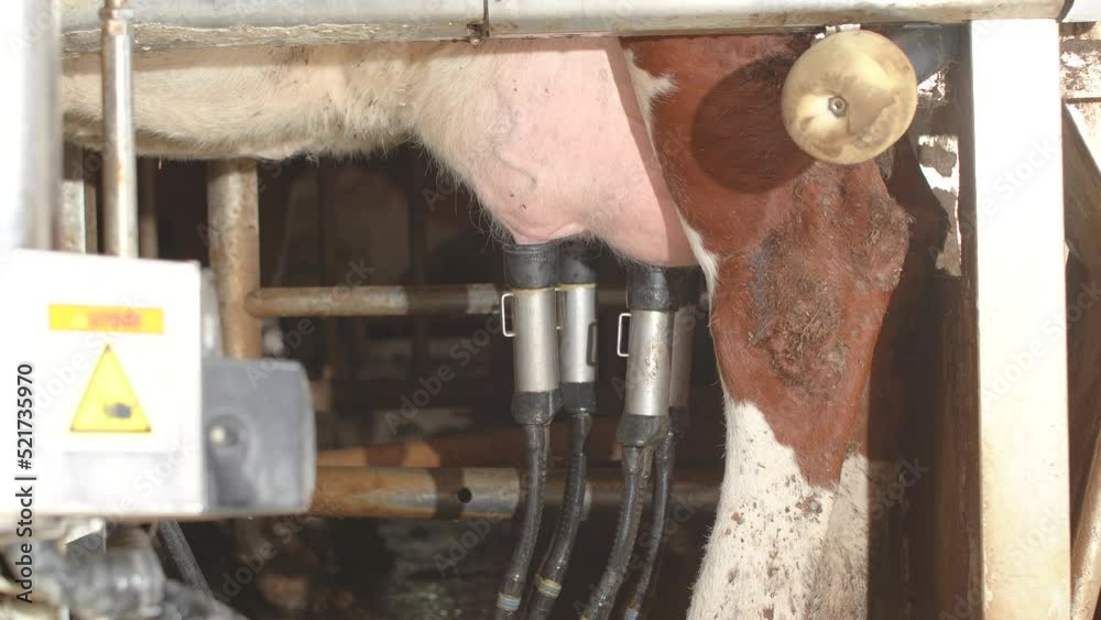 Automatic milking machine. Udders of cows milked by automatic milking ...