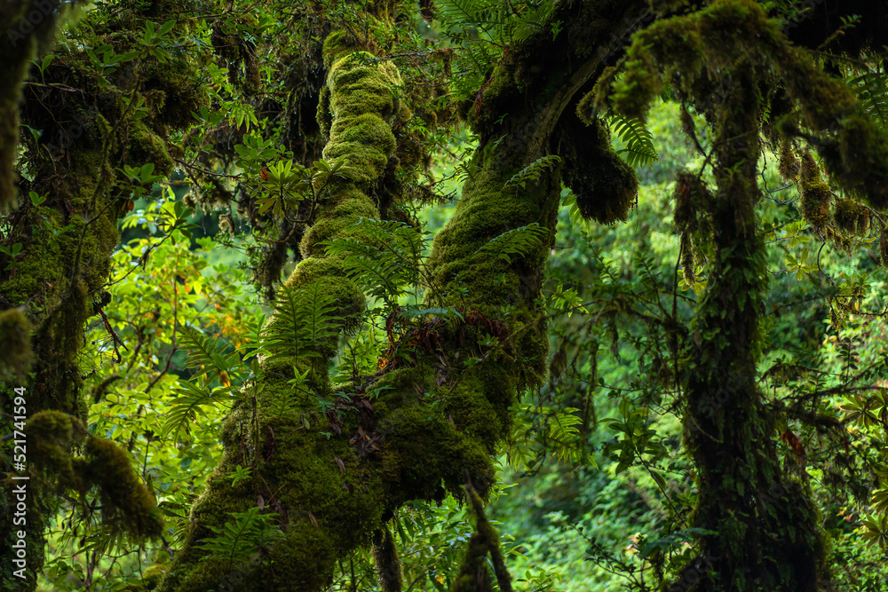 Ang Ka Luang Nature Trail is an educational ecosystem nature trail ...