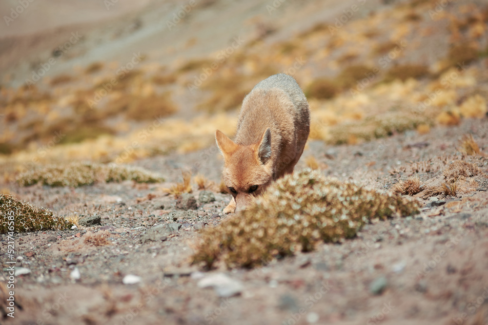 Fotka „Close encounter with the culpeo (Lycalopex culpaeus) or Andean ...