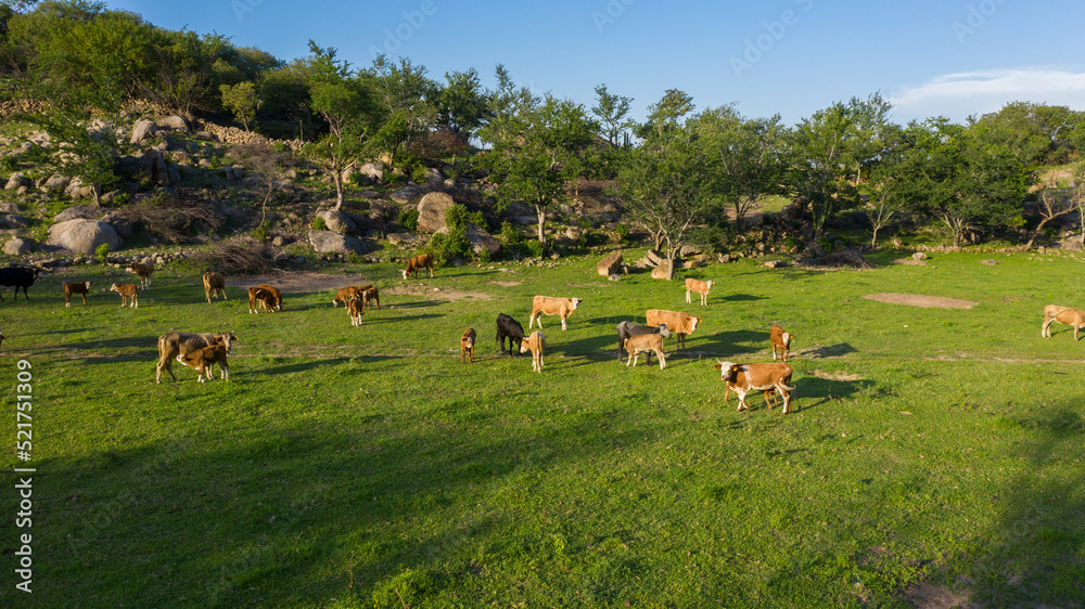Ganado vacas becerros en el campo al aire libre exterior pastando ...