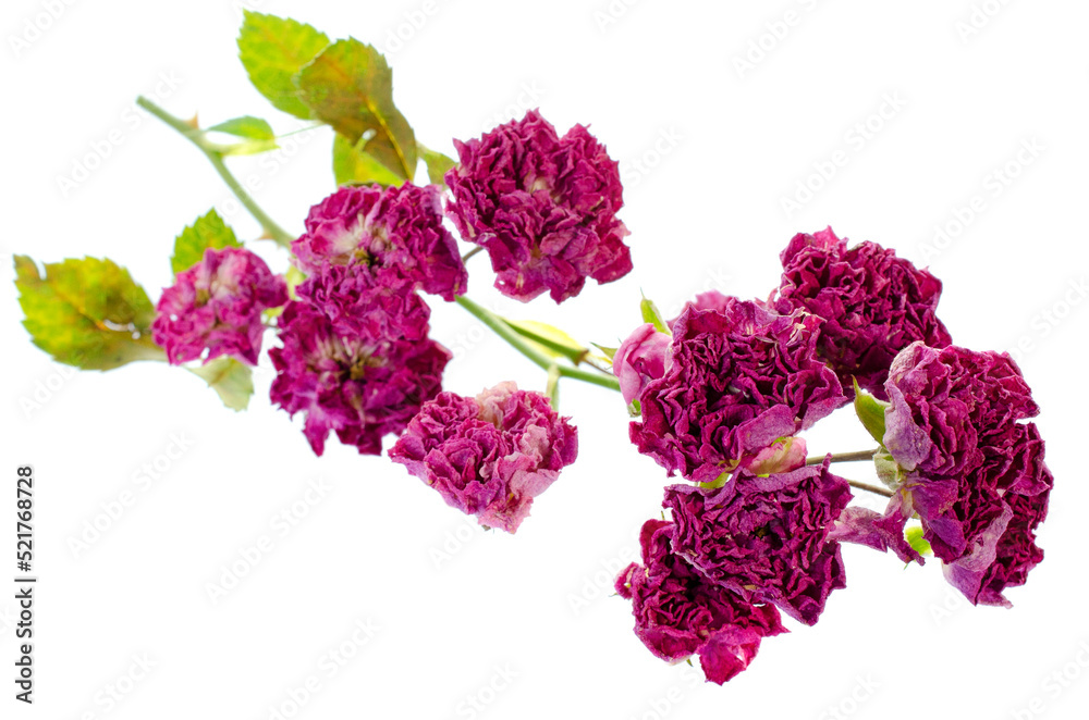 Red rose with dried leaves isolated on white, top view. Dry red rose ...