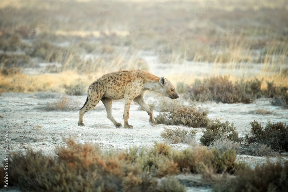 Spotted Hyena,Crocuta crocuta in motion. Artistic processed, dry semi ...