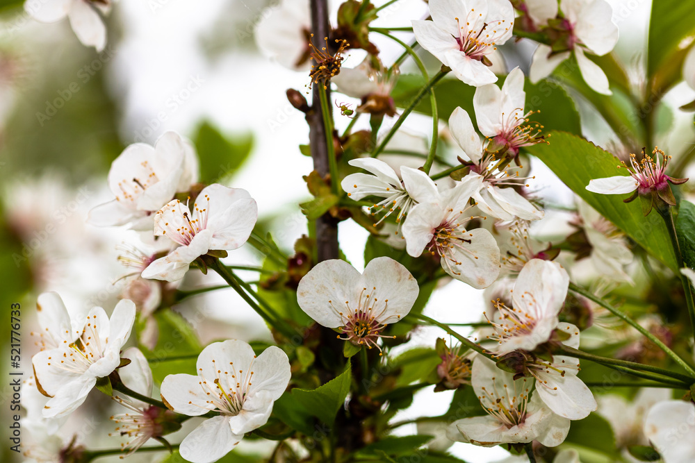Spring flowering trees with white flowers in the garden. Spring ...