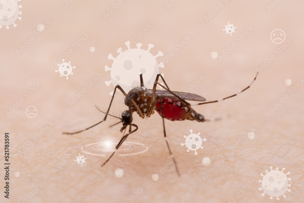 Mosquitoes are natural blood-sucking insects that inflict pain on human ...