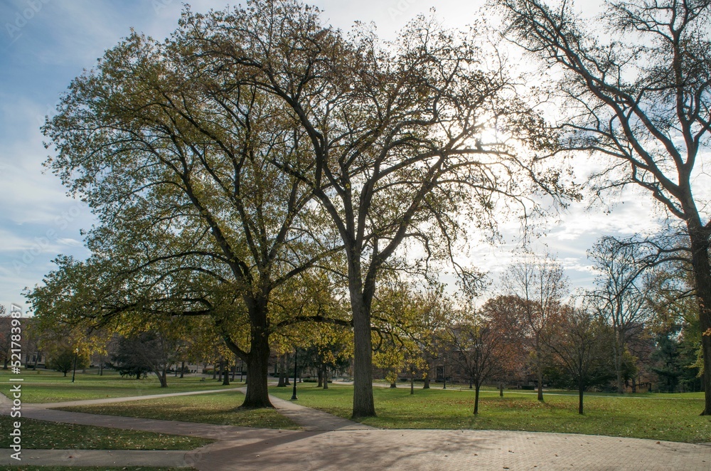 Oak trees in the park at The Ohio State University Stock Photo | Adobe ...
