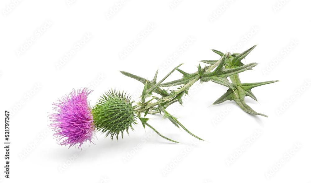 Flowering thistle or carduus, wild plant with winged and spiny stem and ...