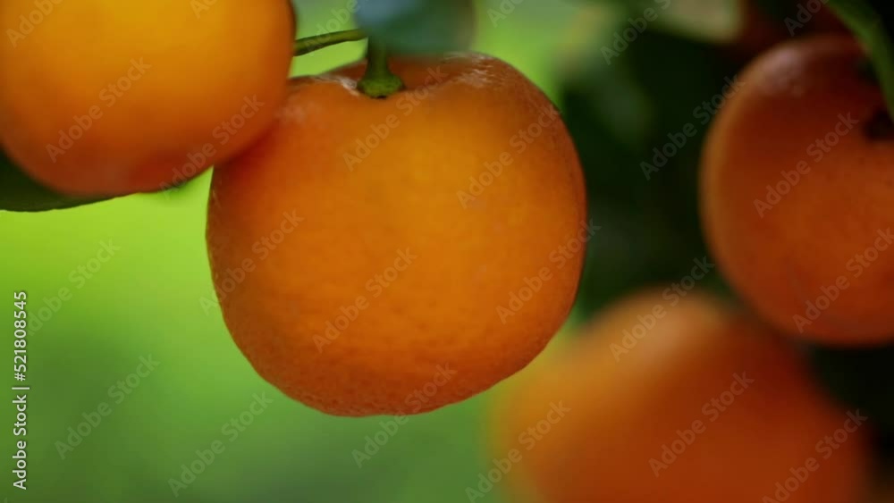 Smooth pull-out camera shot of ripe and green fruits of Calamondin with ...