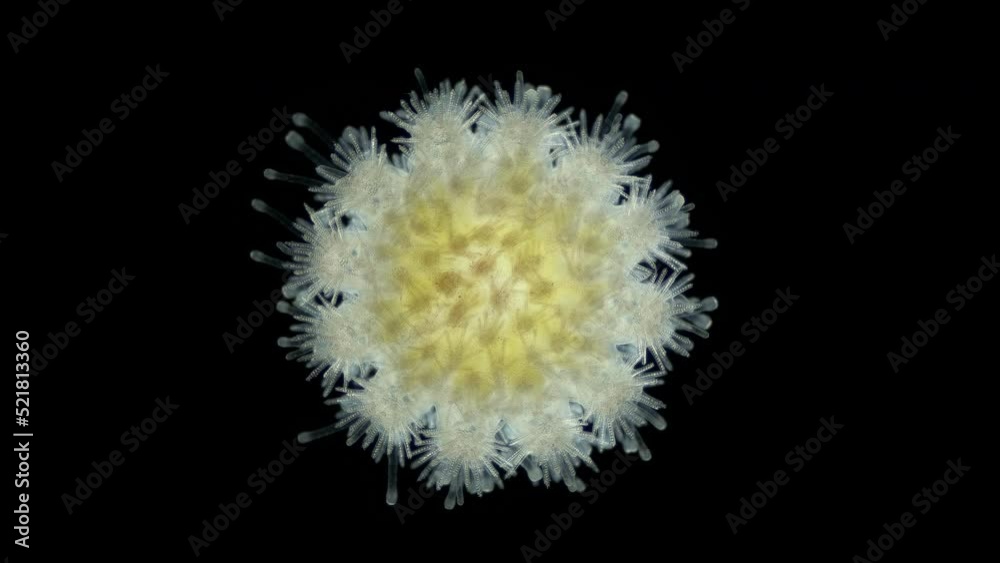 Starfish Crossaster sp. under a microscope, Solasteridae family, phylum ...