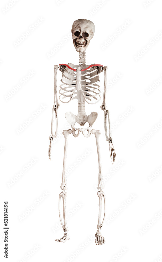 Skeleton with red point at painful collarbone isolated on white ...