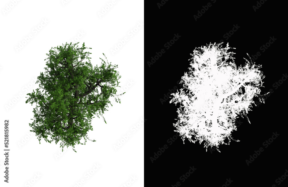 Illustration of a deciduous tree on white background with alpha mask ...
