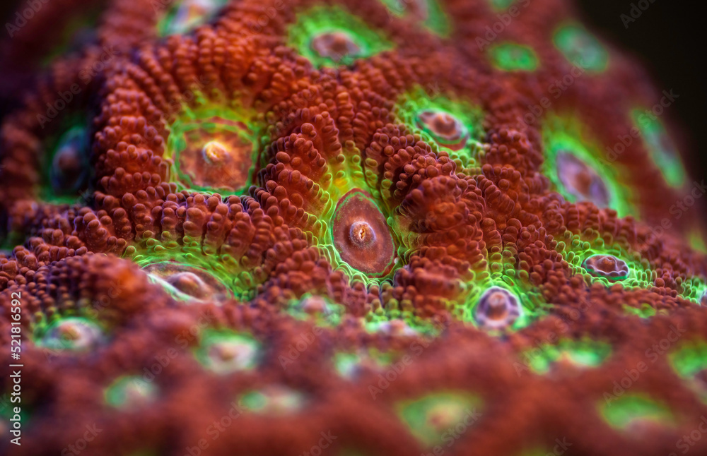 Red - Green War Coral. Favites pentagona coral. Fragging War Corals ...