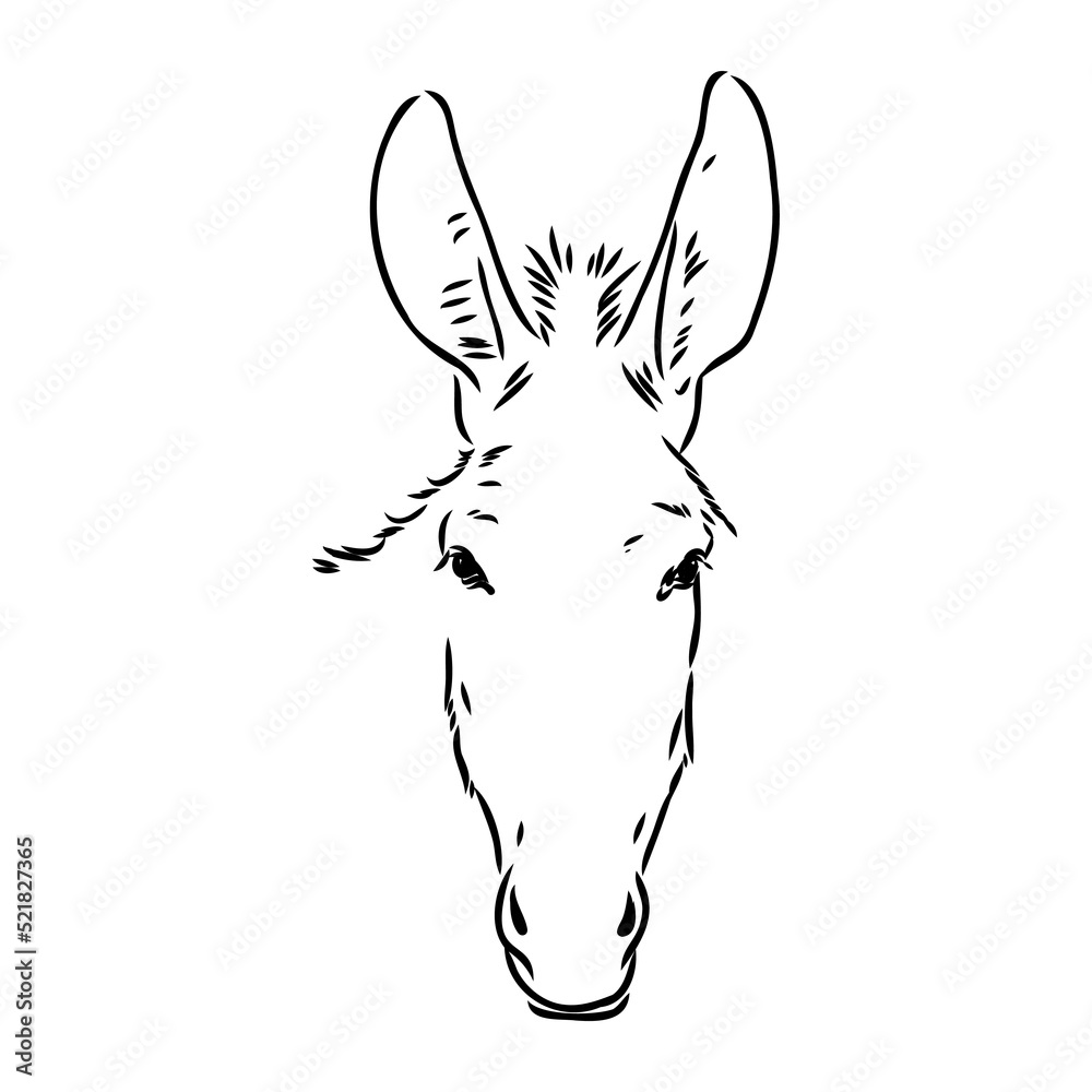 Vector illustration of hand drawn donkey, isolated on white background ...