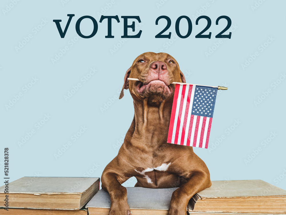 United States Elections. Lovable, pretty dog holding an American Flag ...