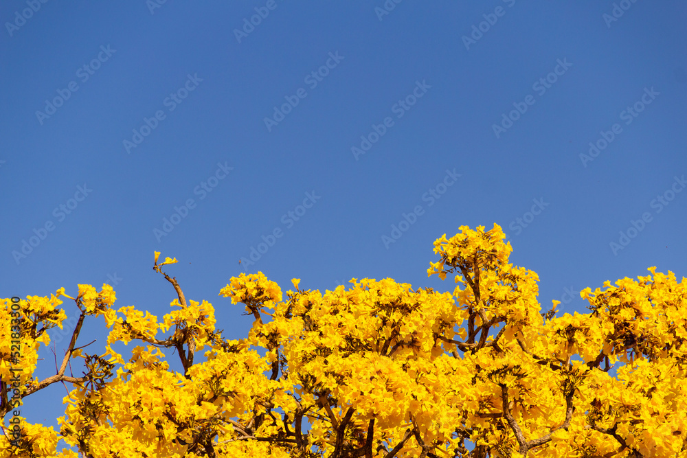 Ipê florido amarelo. Detalhes de ramos de ipê amarelo com céu azul ao ...