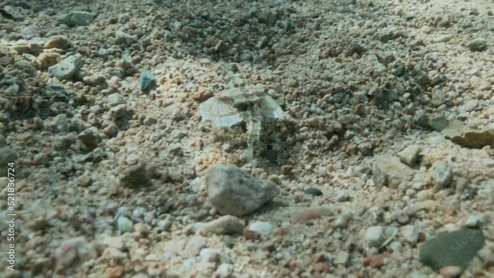 Seamoth moves on the sandy bottom in shallow water in sun rays. Pegasus ...