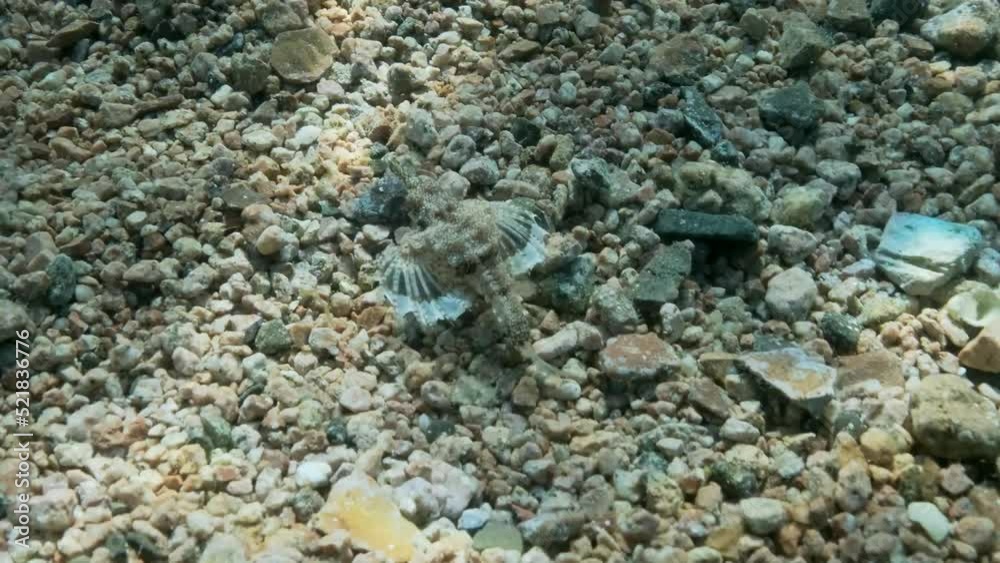 Seamoth moves on the sandy bottom in shallow water in sun rays. Pegasus ...