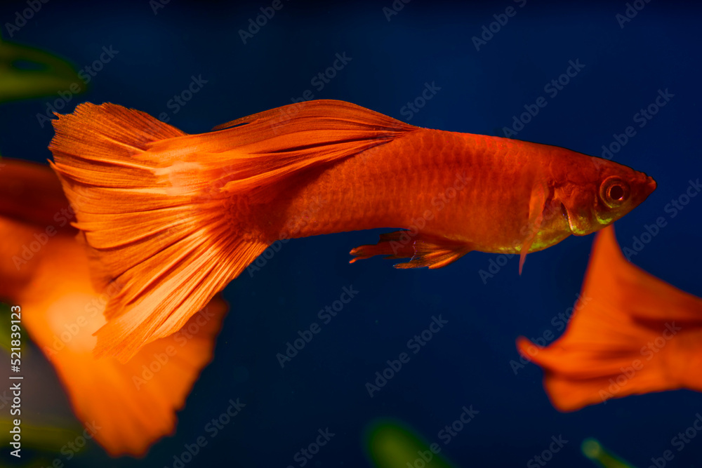 The Full Red Albino Guppy (Poecilia reticulata var. "Full Red Albino ...