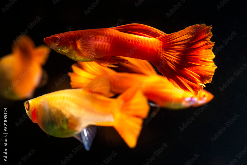 The Full Red Albino Guppy (Poecilia reticulata var. "Full Red Albino ...