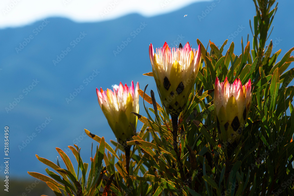 Common sugarbush, also known as the honey protea or suikerbos (Protea ...