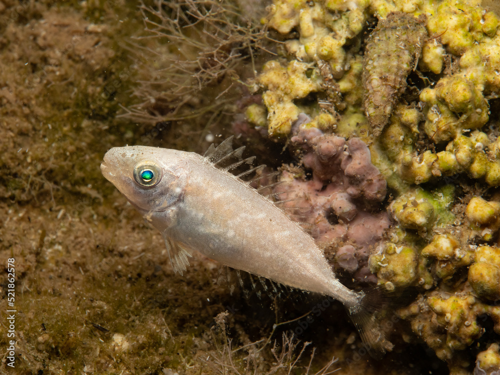 Juvenile Dusky spinefoot - Siganus luridus from Cyprus, Mediterranean ...