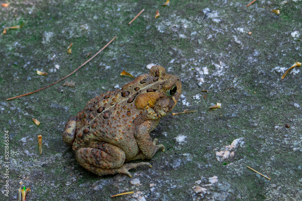 American Toad (Anaxyrus Americanus Amphibian ) Dorsal Portrait With ...