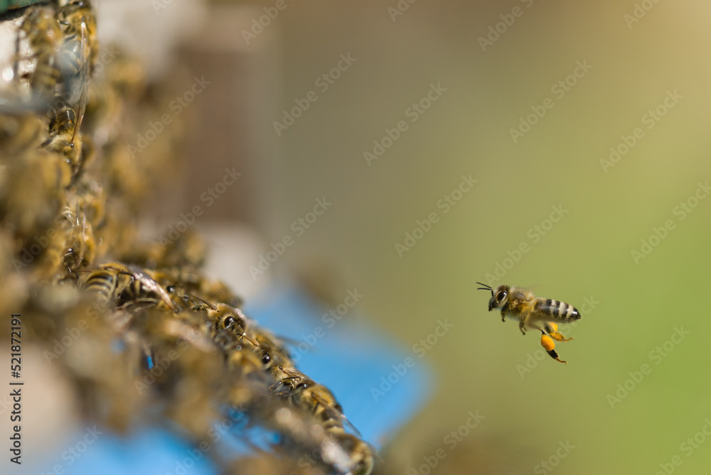 A honey bee returns to the hive carrying a fresh load of pollen. Stock ...