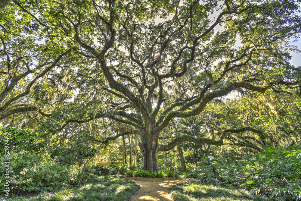 Giant old oak tree at Washington Oaks Gardens State Park, Palm Coast ...