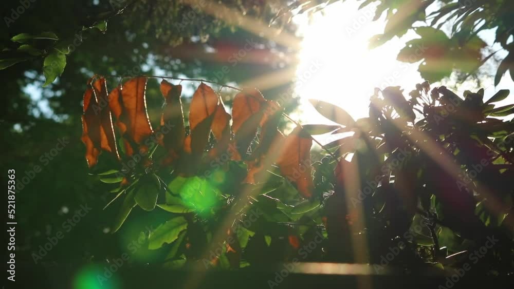 Sun lens flares through shiny foliage in autumn shows sun rays and sun ...