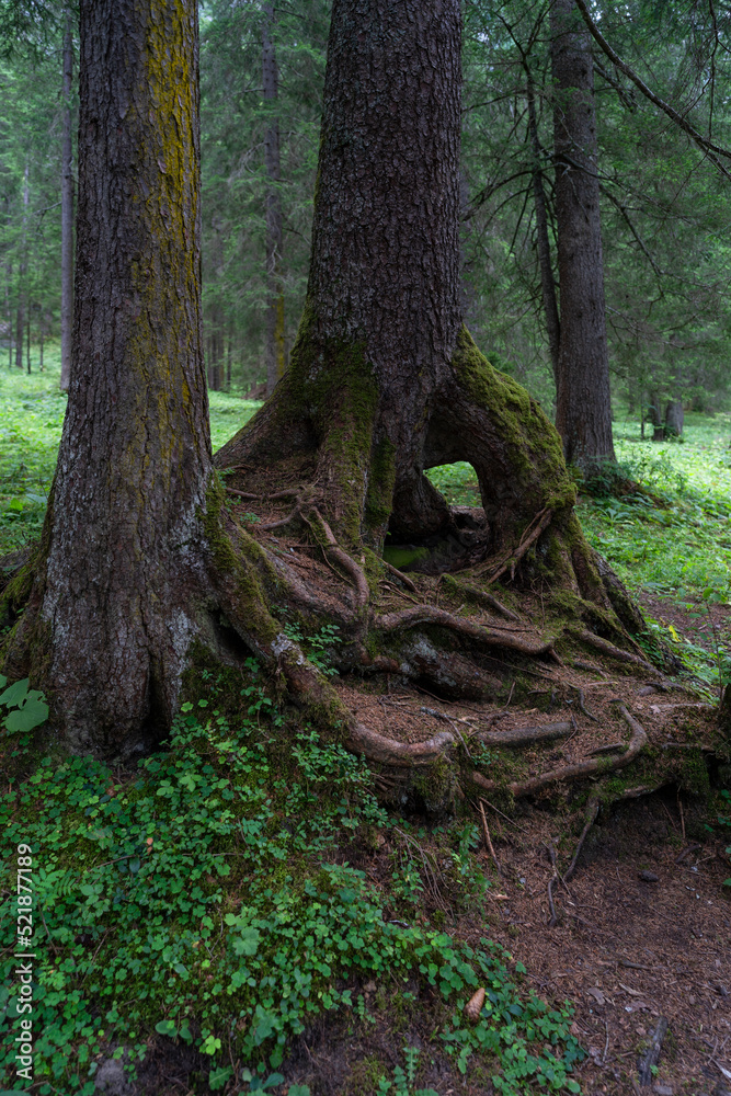 Foto Stock Wurzelstock einer Tanne mit starken Wurzeln und einem ...
