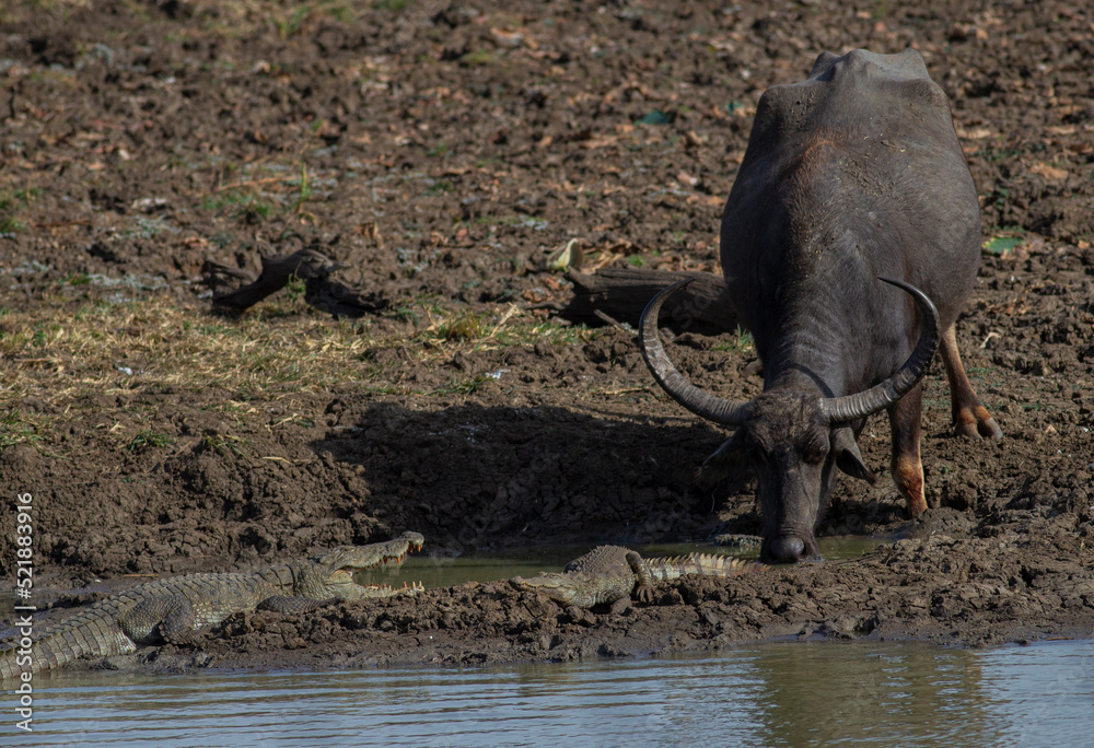 animals in the water; crocodile and buffalo in the water; crocodile in ...