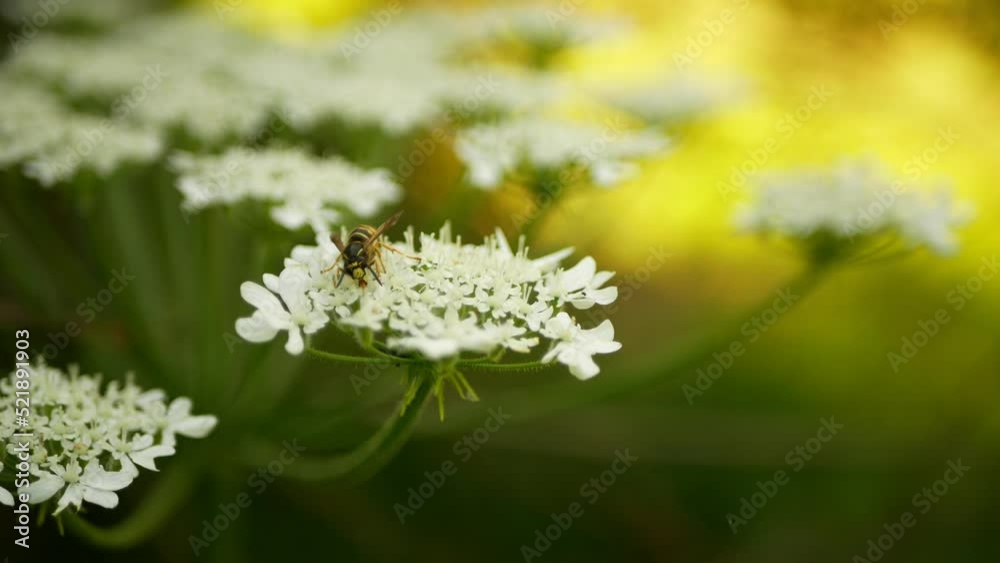 Blossom wasp Vespula germanica giant hogweed Heracleum mantegazzianum ...