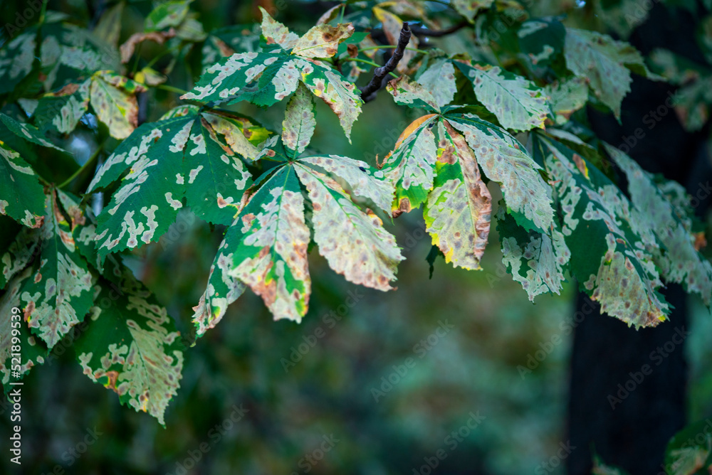 Diseases of trees chestnut horse moth rust plant diseases close-up ...
