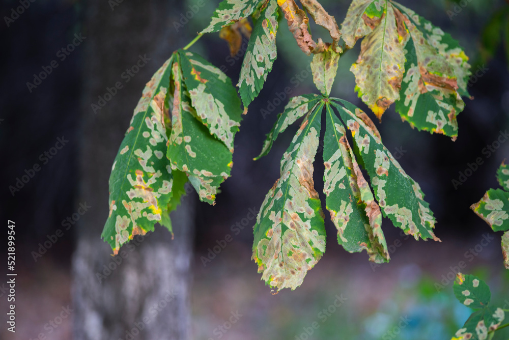 Diseases of trees chestnut horse moth rust plant diseases close-up ...