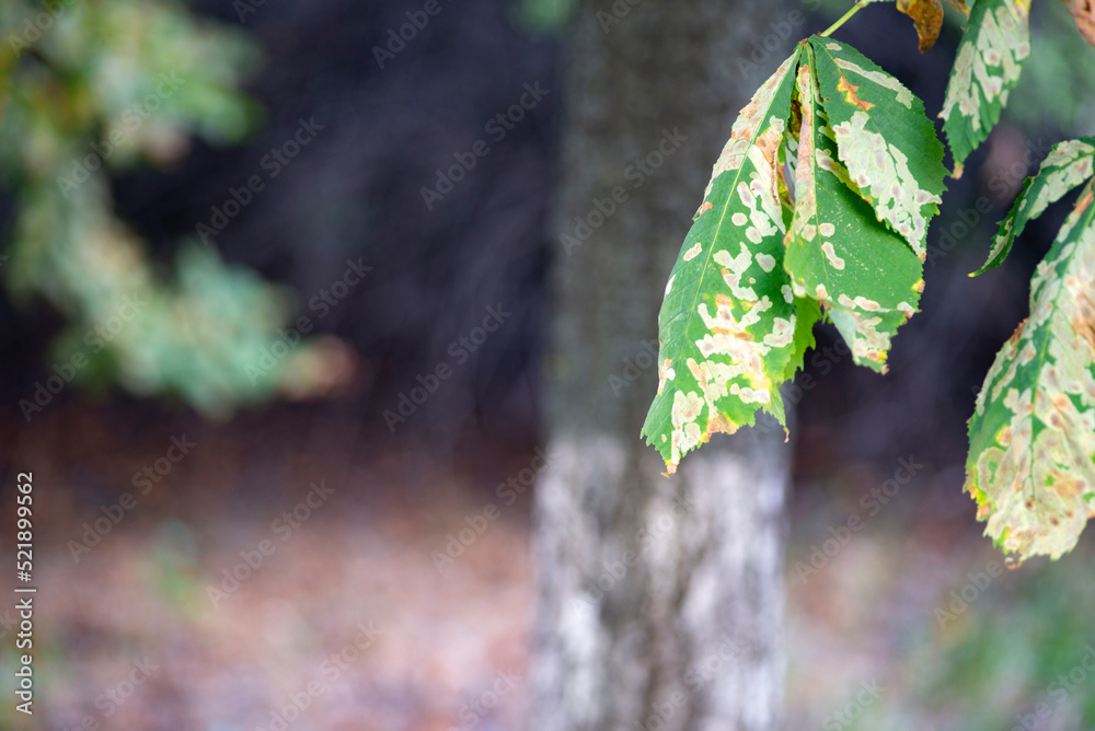 Diseases of trees chestnut horse moth rust plant diseases close-up ...