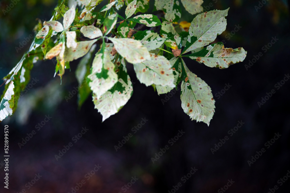 Diseases of trees chestnut horse moth rust plant diseases close-up ...