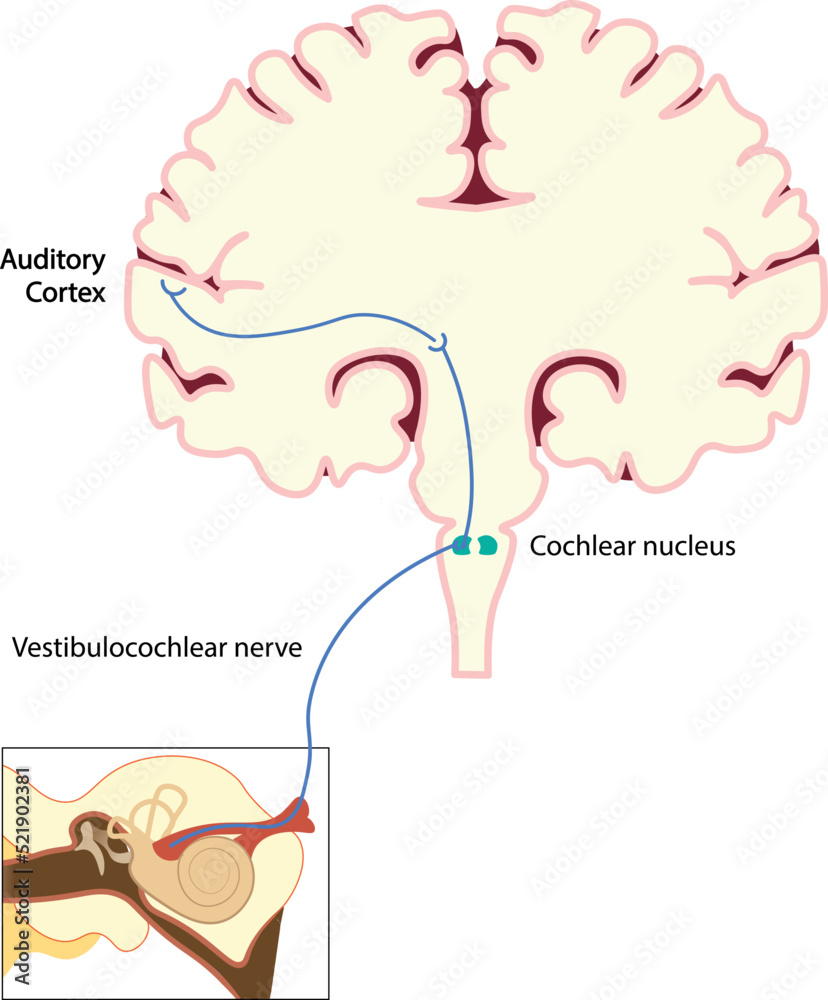 Auditory Pathway illustration. Cerebral and cochlear illustration of ...