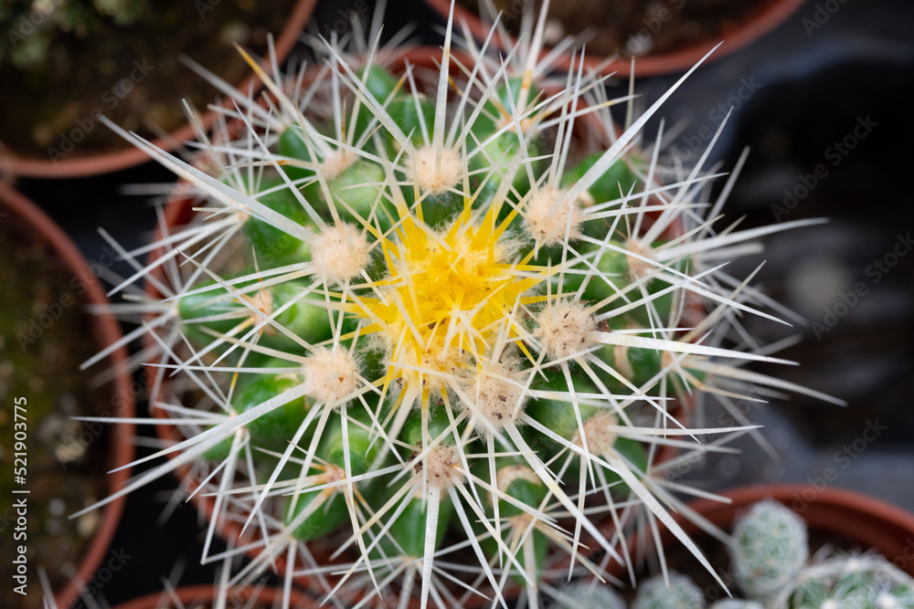 Overhead view of a circular green spiny cactus.Round green cactus ...