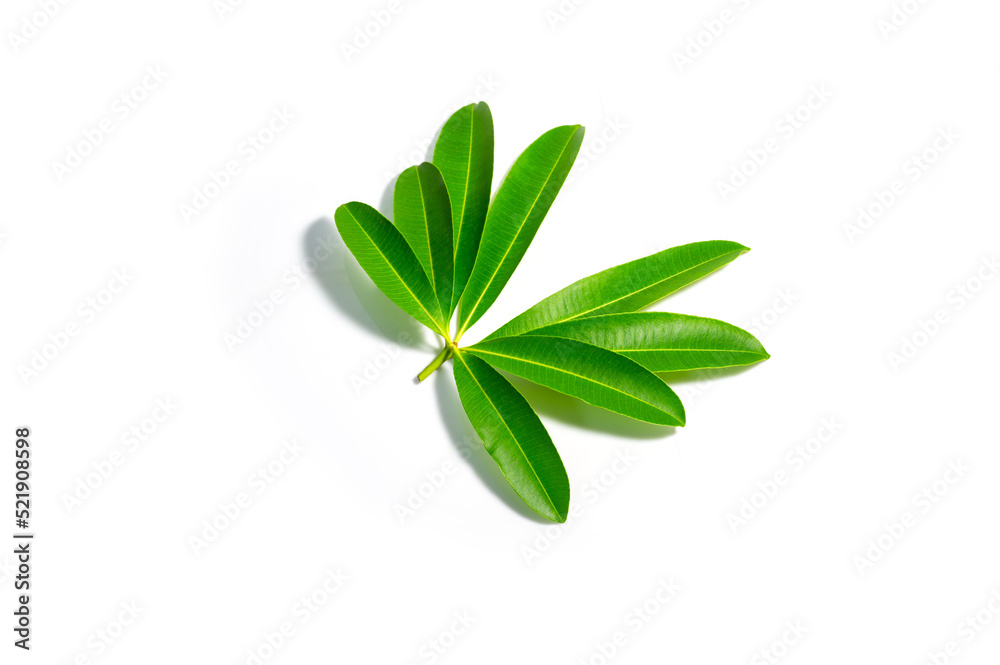 Blackboard Tree, Devil Tree leaf isolated on white background, Alstonia ...