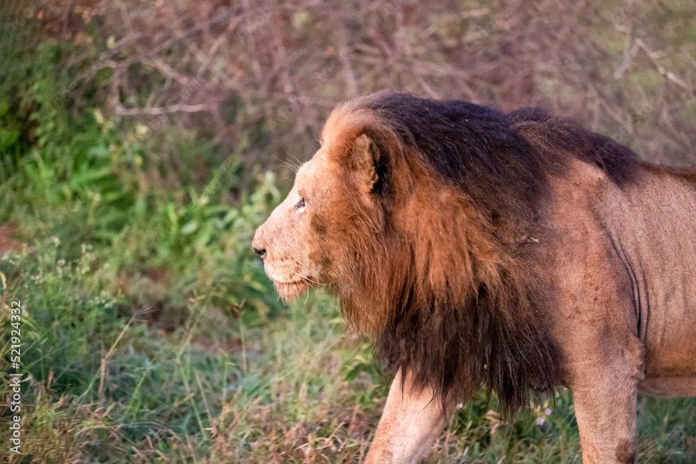 Lion enjoying the natural and wildlife life of South Africa's African ...