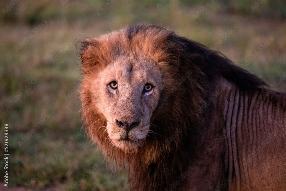 Fotografia do Stock: A look at the great hunter of the African savannah ...