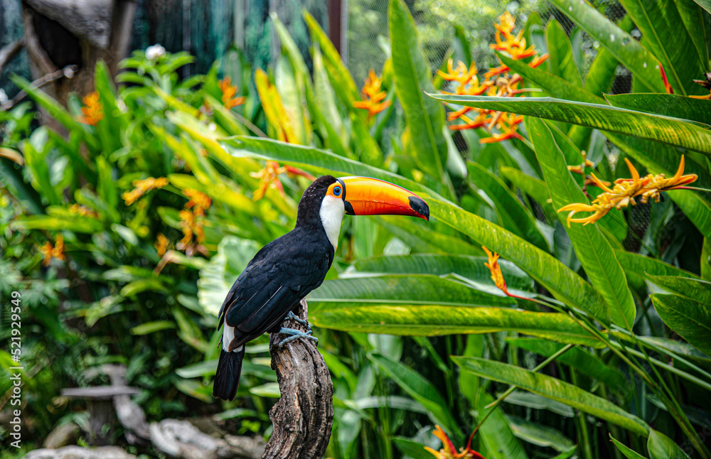 Toco toucan, also known as toucan shows in the zoo at Suan Phueng ...