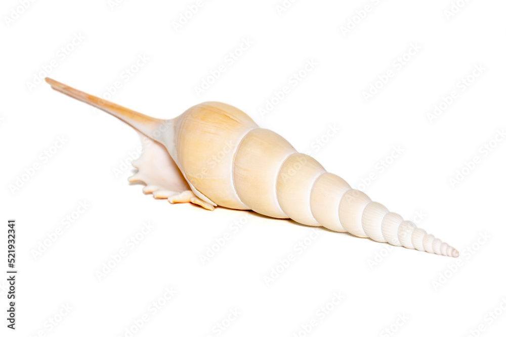 Image of Tibia Fusus sea shells (Spindle tibia or Shinbone tibia ...