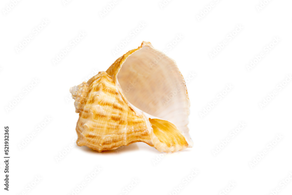 Image of seashell rapana rapiformis on a white background. Undersea ...