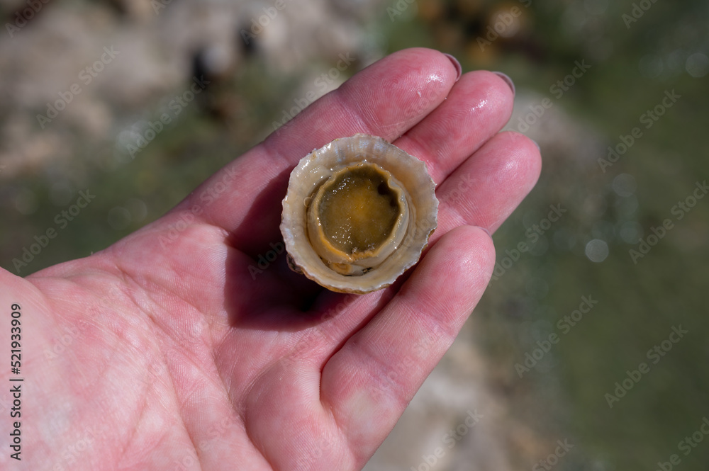 Edible sea water molluscs Patella caerulea, species of limpet in family ...