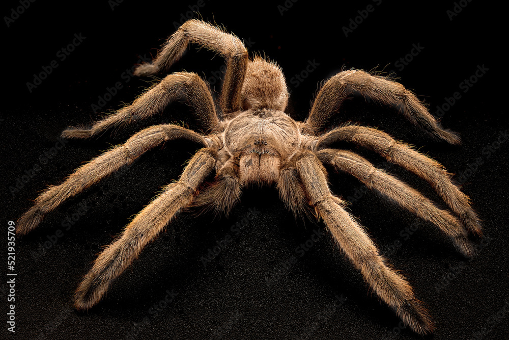 Australian Tarantula Also Known As A Whistling Spider Stock Photo ...