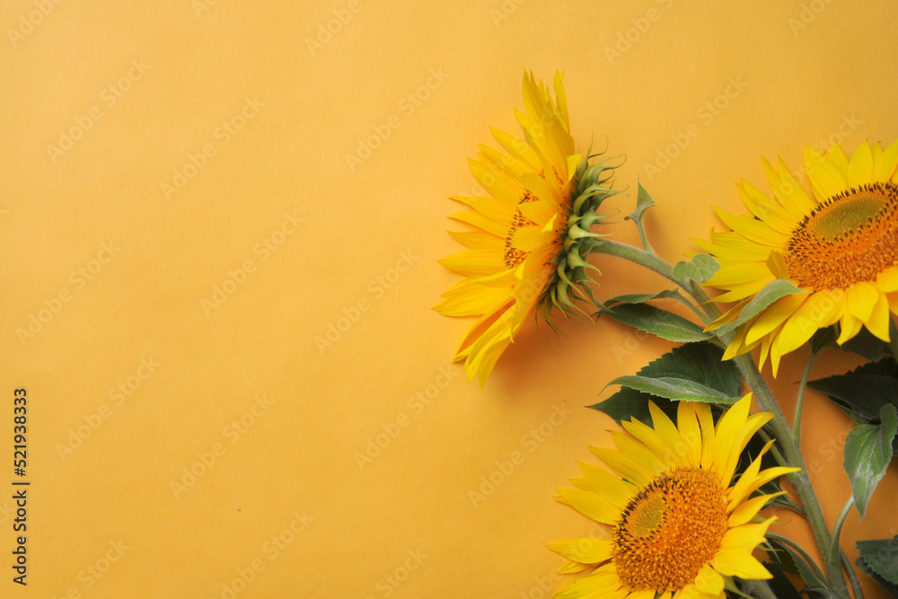 sunflower on a yellow background Stock Photo | Adobe Stock