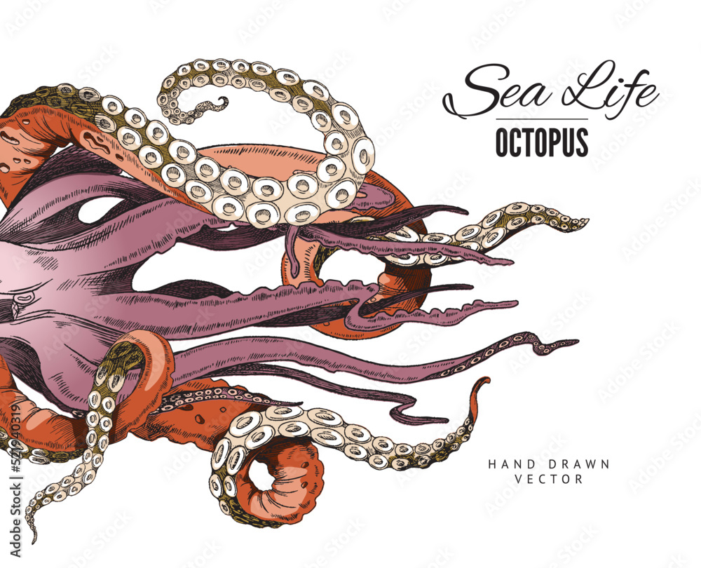 Seafood octopus banner or menu card design hand drawn vector ...